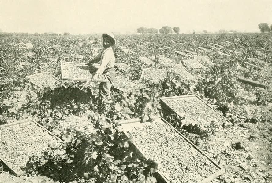 Raisin-drying racks in a vineyard near Fresno | History Archive