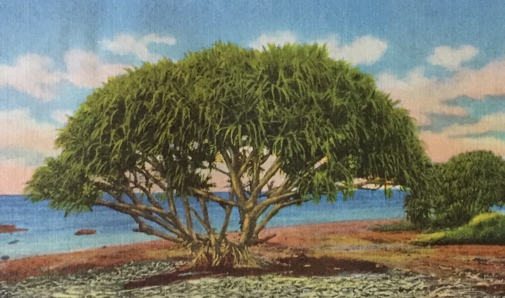 Hawaii Collection | History Archive