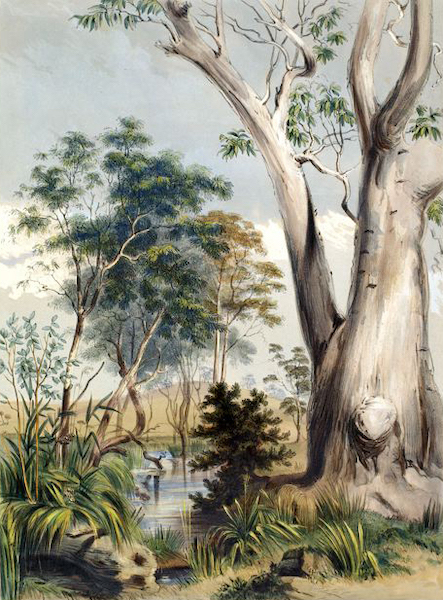Old Gum Tree on the Gawler | History Archive
