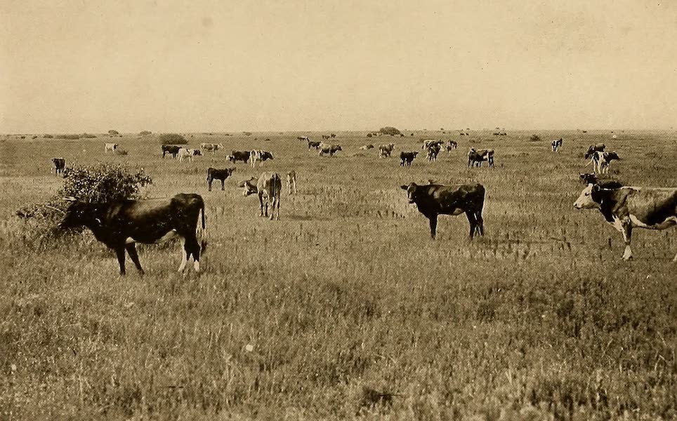 Texas, the Marvellous, the State of the Six Flags (1916) | History Archive