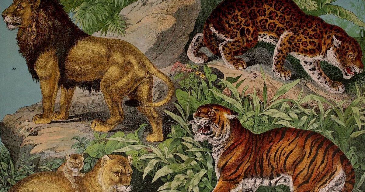 Zoology Collection | History Archive
